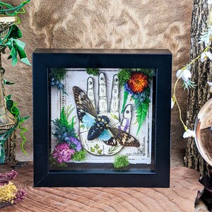 Tosena Splendida Cicada Shadowbox Display Entomology Taxidermy Oddity ...