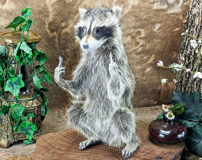 Br36 Flipping Raccoon Baby Taxidermy Oddities Curiosities Raccoon Mount ...