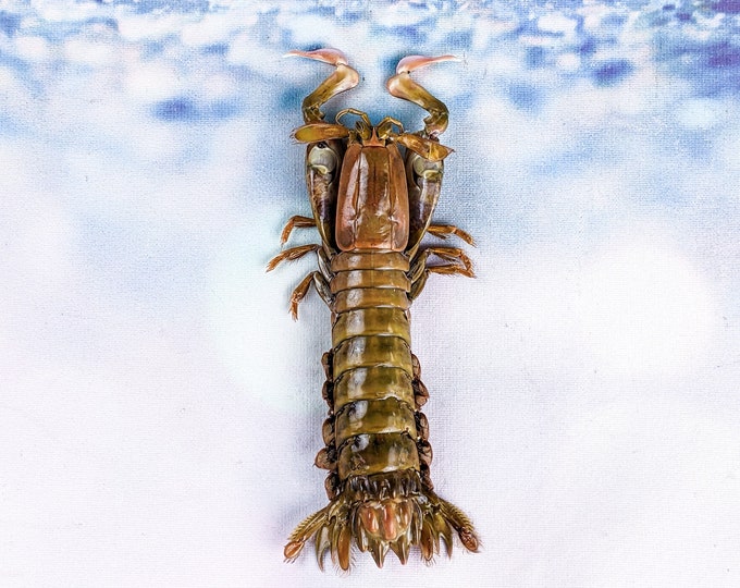 U34a Large Mantis Shrimp Specimen Craft Taxidermy Oddities Curiosity ...