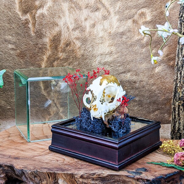 Skull Display Case - Etsy