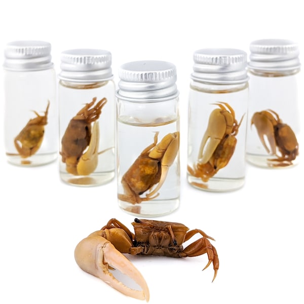 Preserved Animals in Jars - Etsy