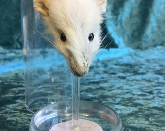 Taxidermy rat | Etsy