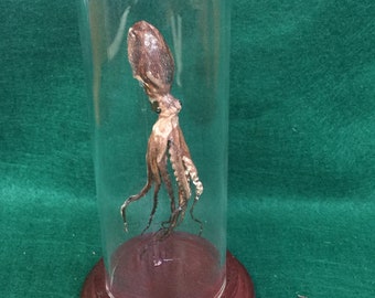 Preserved octopus | Etsy