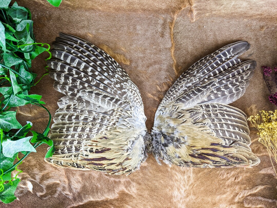 RW08 pair 2 Ringneck Pheasant Wings Taxidermy Oddities Curiosities ...