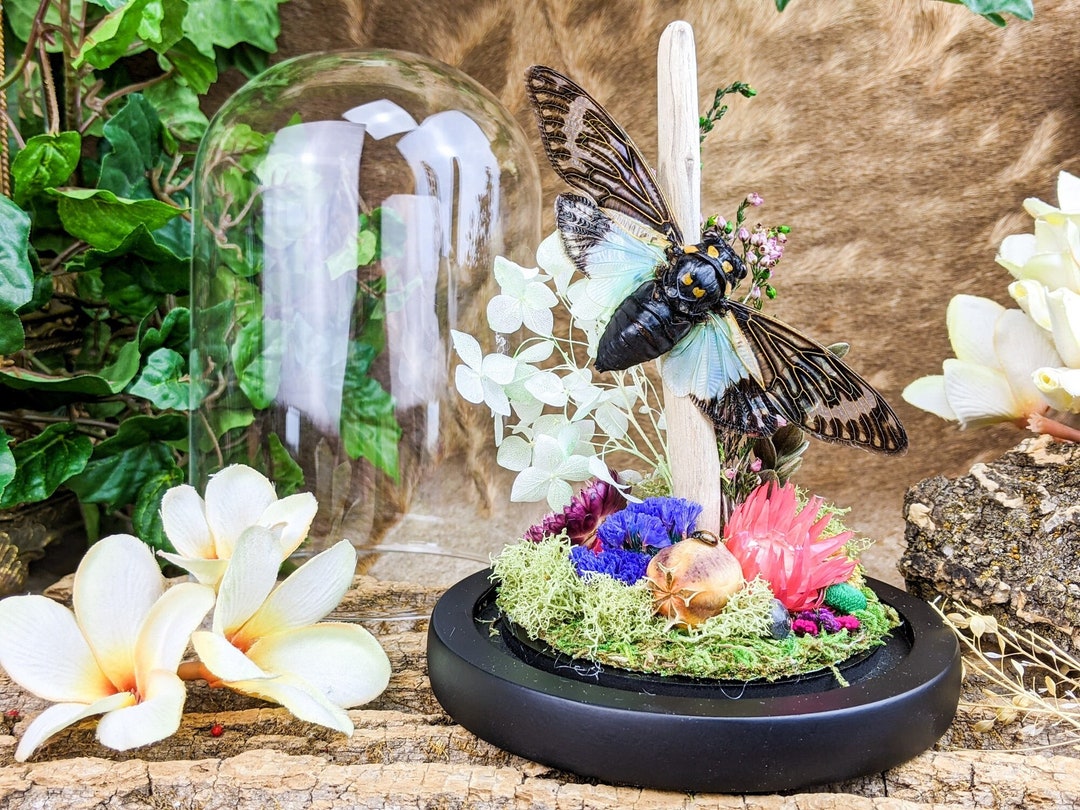 Tosena Splendida Locust Cicada Victorian Glass Dome Display Entomology ...