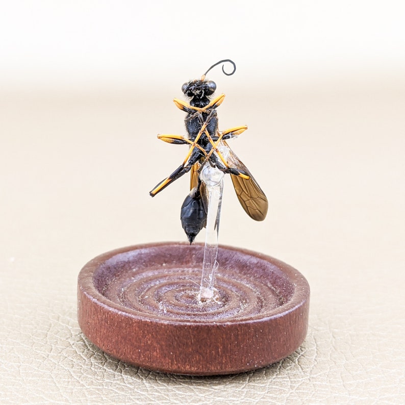 E33a Mud Dauber Wasp Glass Dome Display Entomology Taxidermy - Etsy