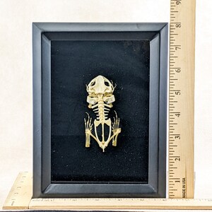 E19 Taxidermy Frog Skeleton Framed Black on Black Boie's Wart Frog Shadowbox Collectible ...