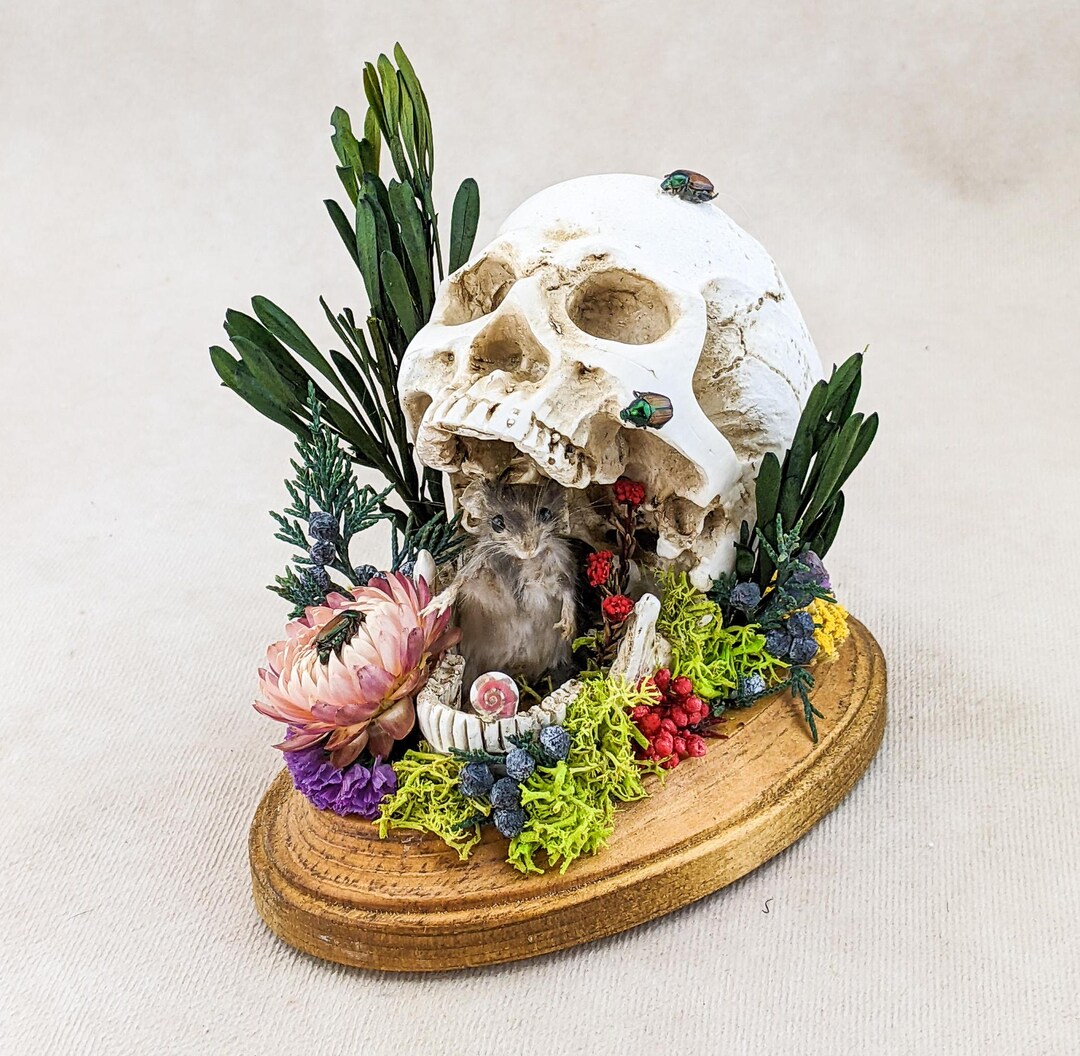 Mouse & Skull faux Scene Display Oddities Curiosities Decor Collectible ...