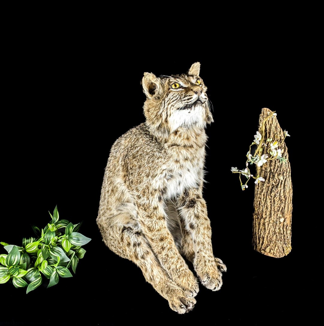 Taxidermy Bobcat Collectible Specimen Collectible Oddities Curiosities ...
