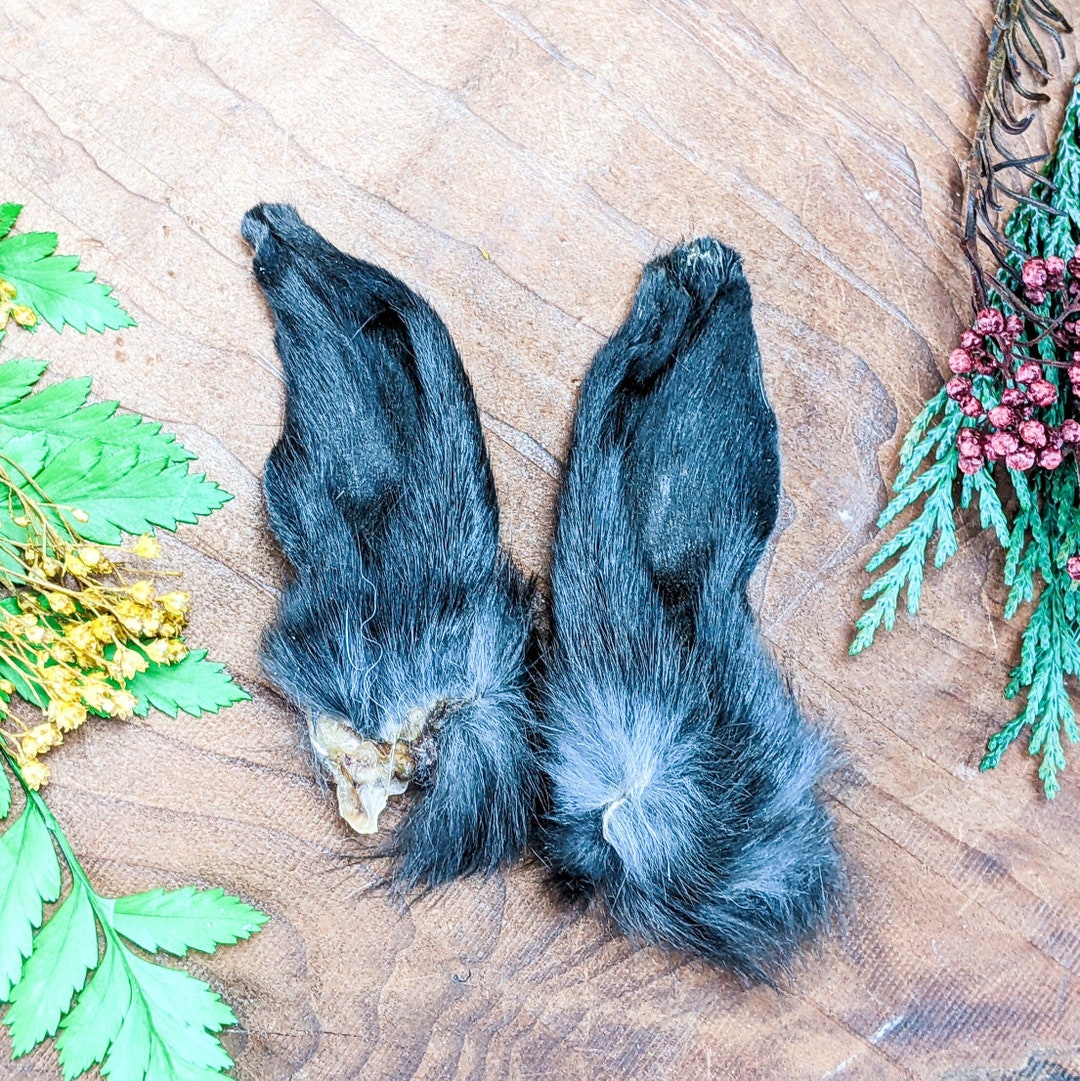 T38c Pair Bunny Rabbit Ears 2 3/4 Specimen Taxidermy - Etsy
