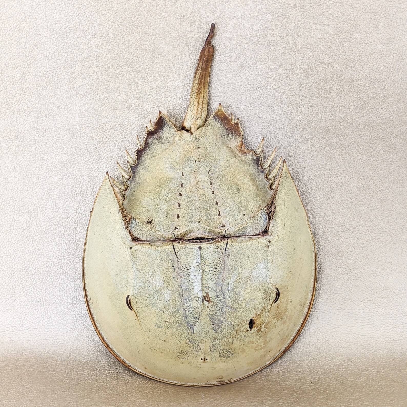 HSC15 DEFORMED Real Horseshoe Crab shell Oddities Curiosities | Etsy