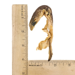 Shark Pup 5 Dogfish Shark Pup W/egg Sack Wet Specimen Oddities ...