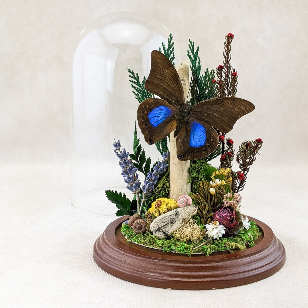 Prepona Chromus Butterfly rare Dome Taxidermy Entomology Oddity ...