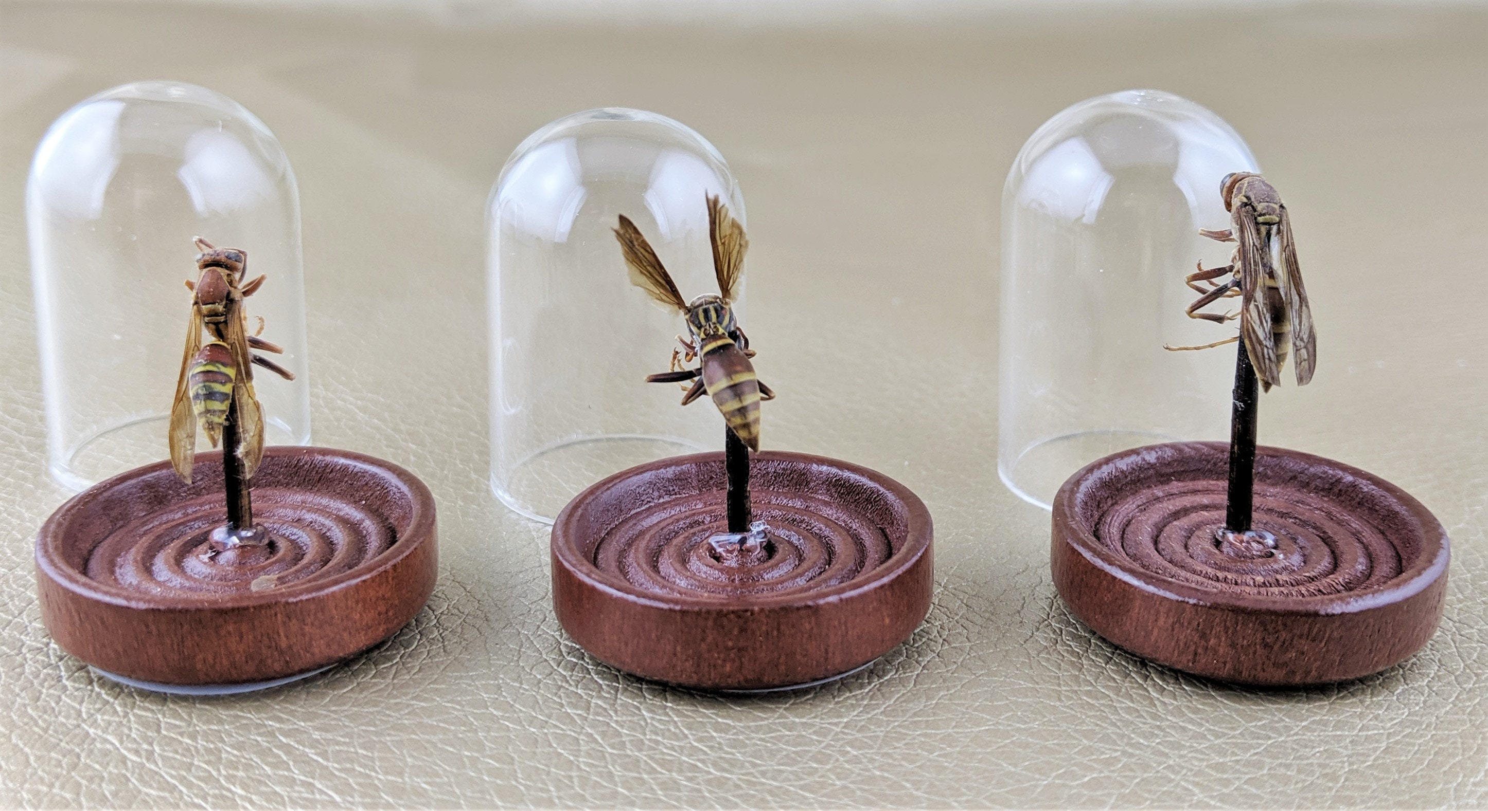 CW Preserved Paper Wasp in Glass Dome Display Paper Wasp | Etsy