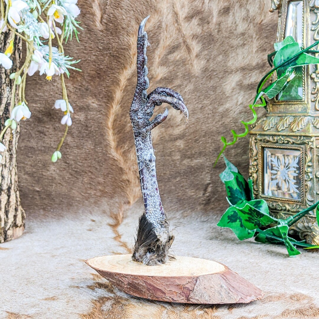 Pheasant Foot Claw Finger Flipping the Bird Taxidermy Oddities ...