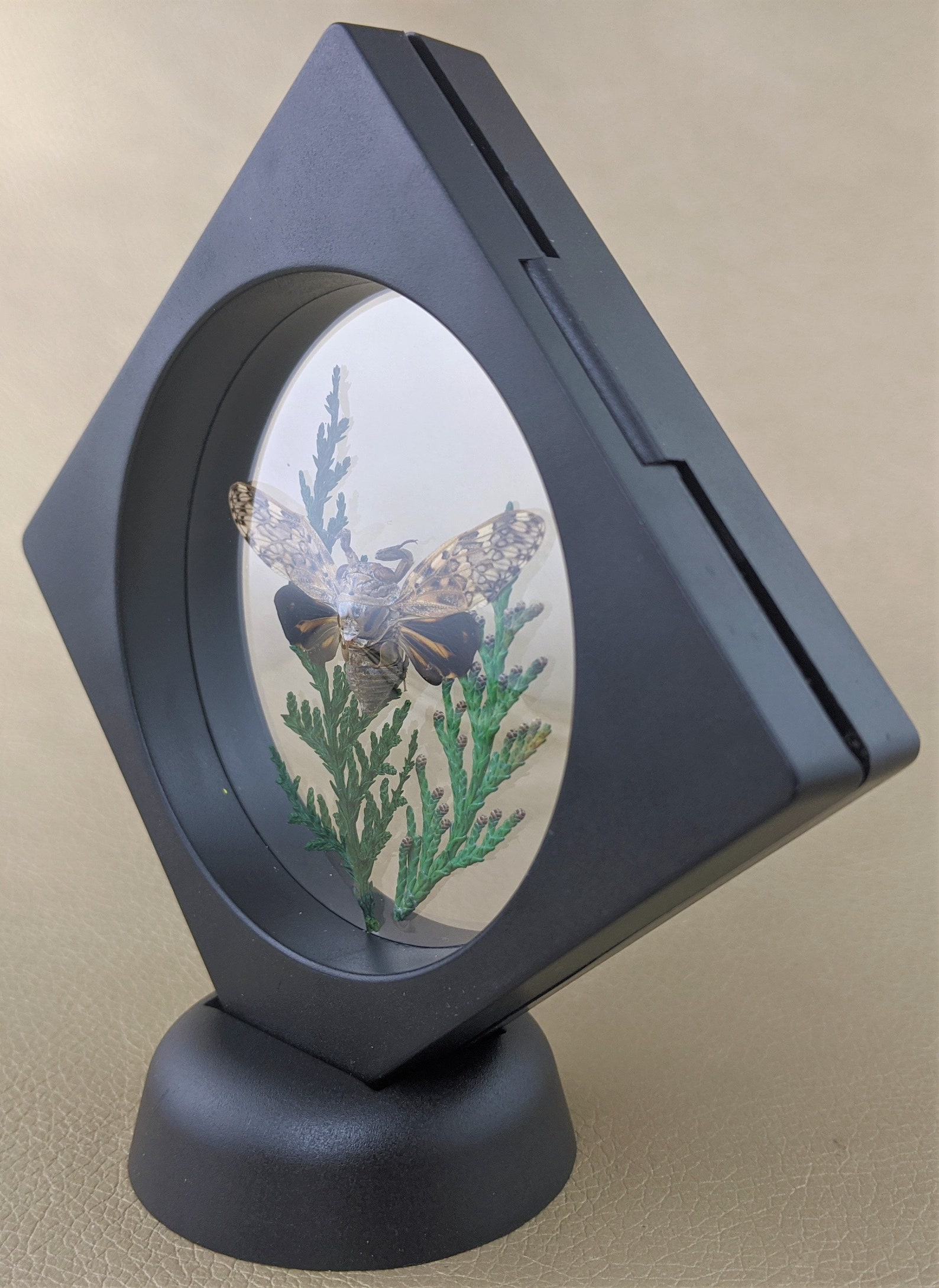 W39b Entomology Taxidermy Glass Dome Display Locust Cicada | Etsy