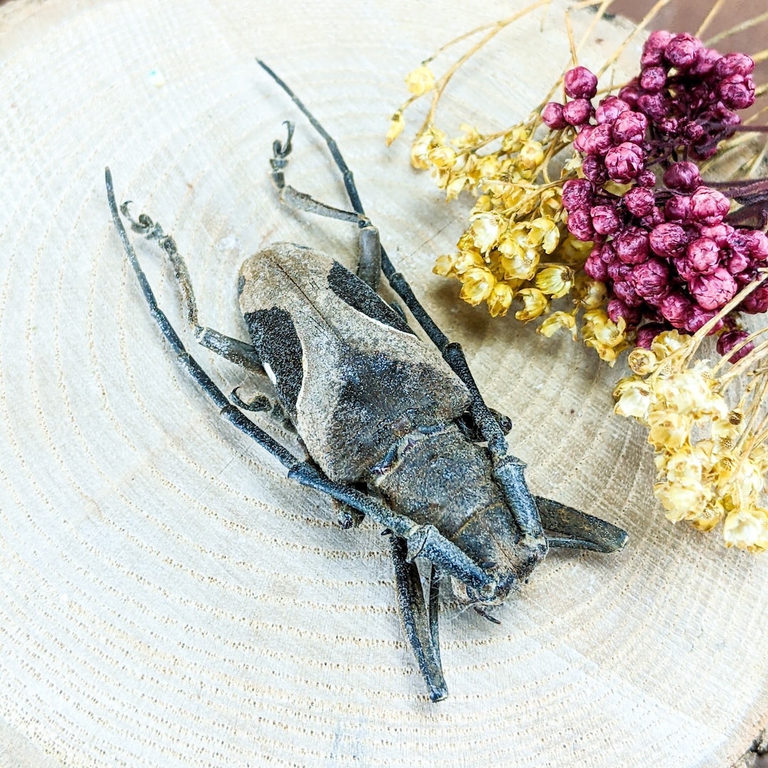H31j Long Horned Beetle Specimen Oddities Curiosities Insect ...