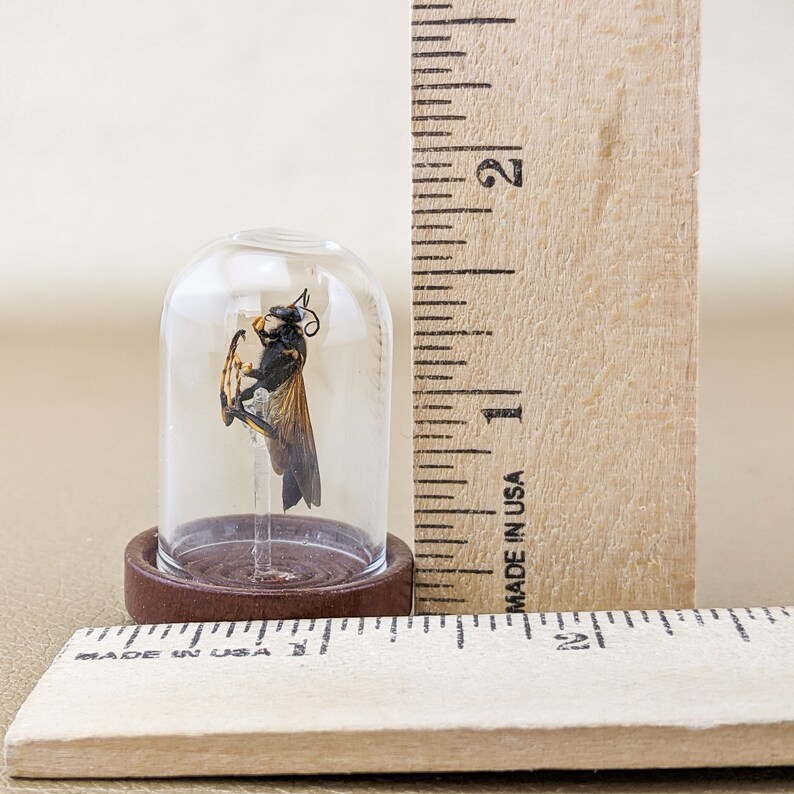 E33a Mud Dauber Wasp Glass Dome Display Entomology Taxidermy - Etsy