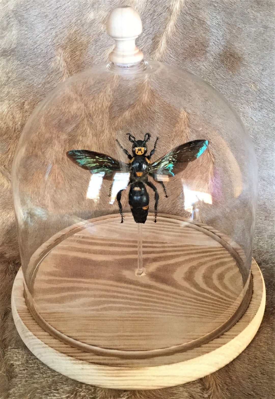 R19 Xlg Iridescent Scoliid Wasp Glass Dome Display Specimen Collectible ...