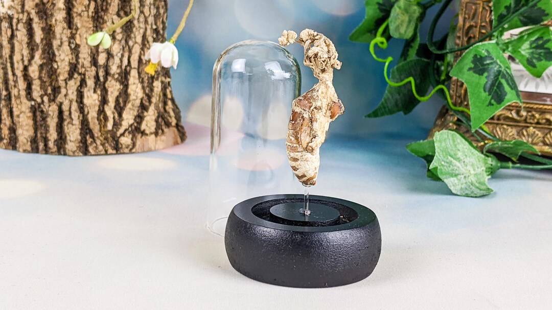 Cicada Fungus Zombie Fungus Glass Dome Display Isaria Sinclairii (fungi ...