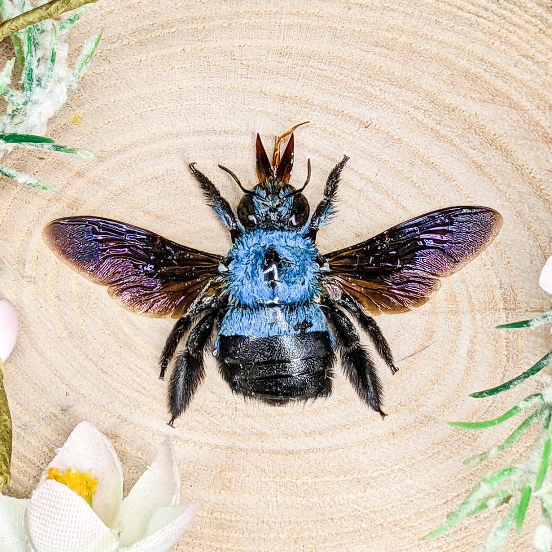Blue Carpenter Bee Taxidermy Oddity Curiosities Xylocopa Caerulea ...