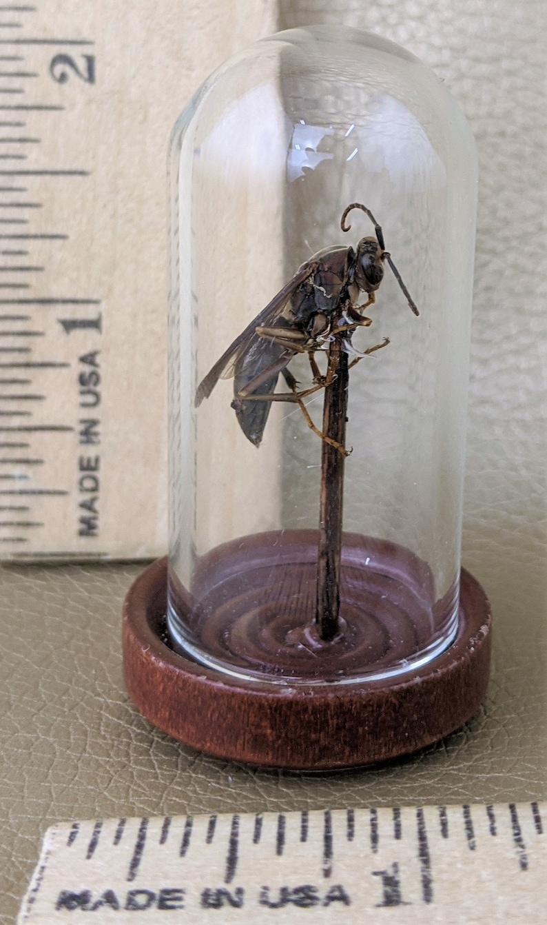 D17 One Mahogany Wasp Glass Dome Display Specimen Taxidermy - Etsy