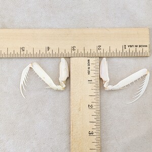 U34c Mantis Shrimp Claws Pinchers Set of Two Taxidermy Oddities ...