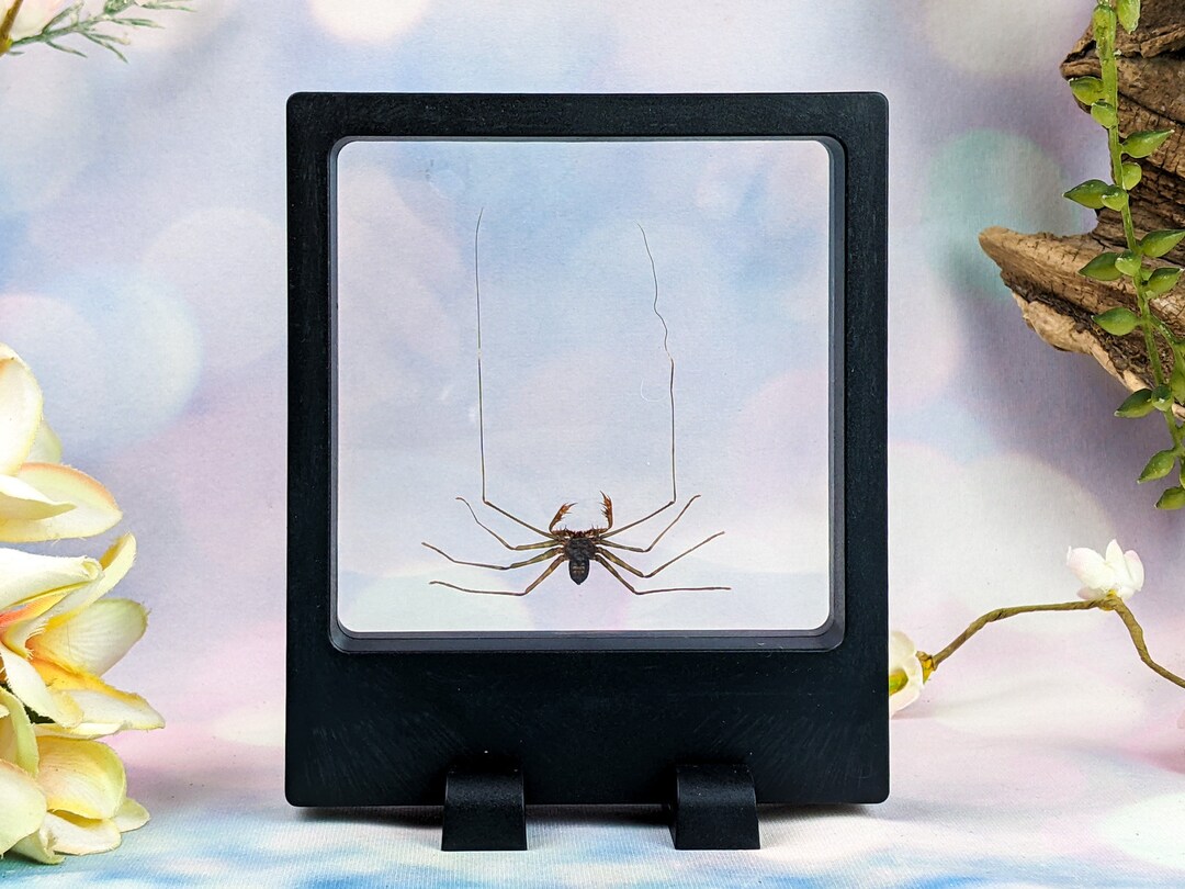 N33b Javan Cave Spider Floating Frame Entomology Taxidermy Oddities ...