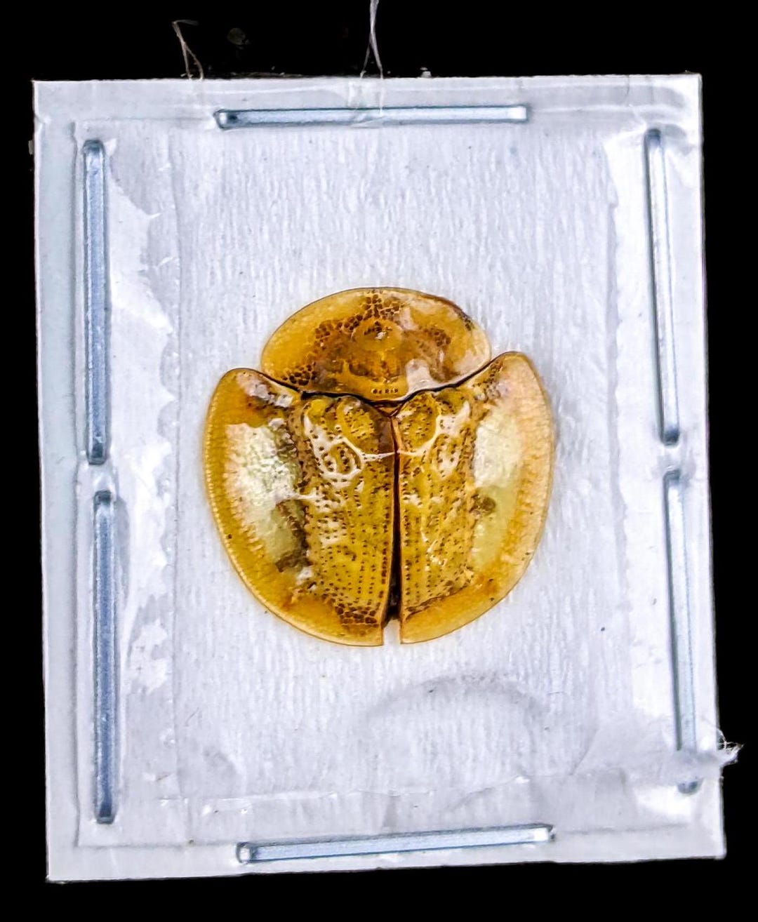 Ladybug Tortoise Beetle Specimen Craft Entomology Taxidermy Collectible ...
