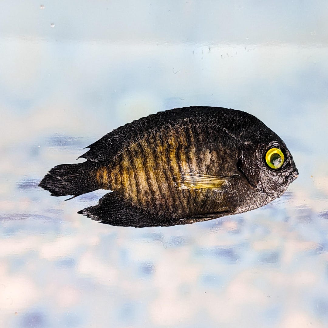 Red Striped Angelfish Specimen Taxidermy Oddity Collectible Aquarium ...