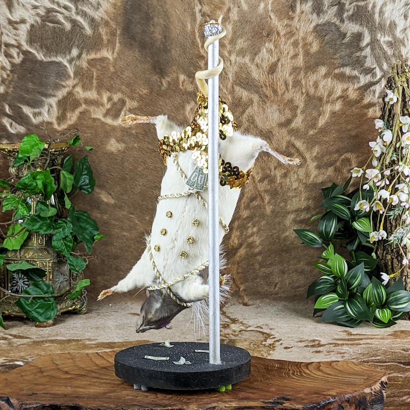 Taxidermy Rat - Etsy