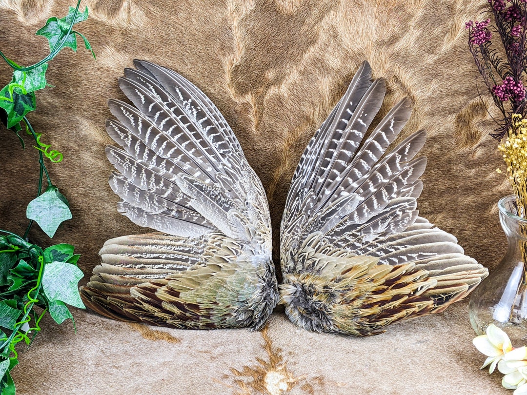 2 Ringneck Pheasant Wings Taxidermy Oddities Curiosities Craft Bird ...