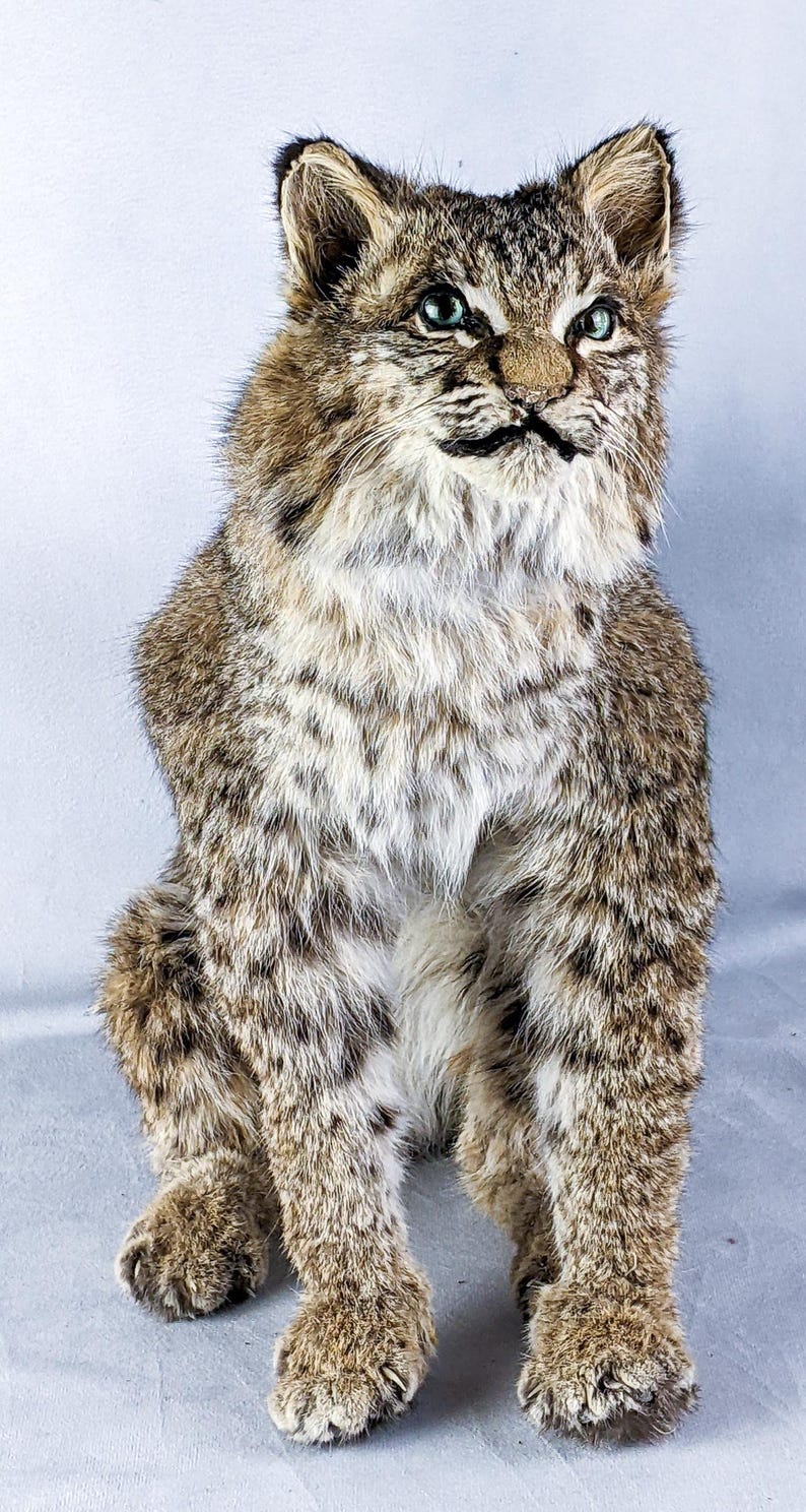 Blue Eyed Bobcat Taxidermy Mt Oddities Curiosities Collectible Display ...