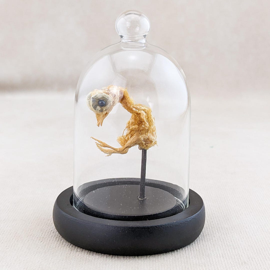 Fetal Chick Chicken Glass Dome Display Preserved Taxidermy Oddities ...