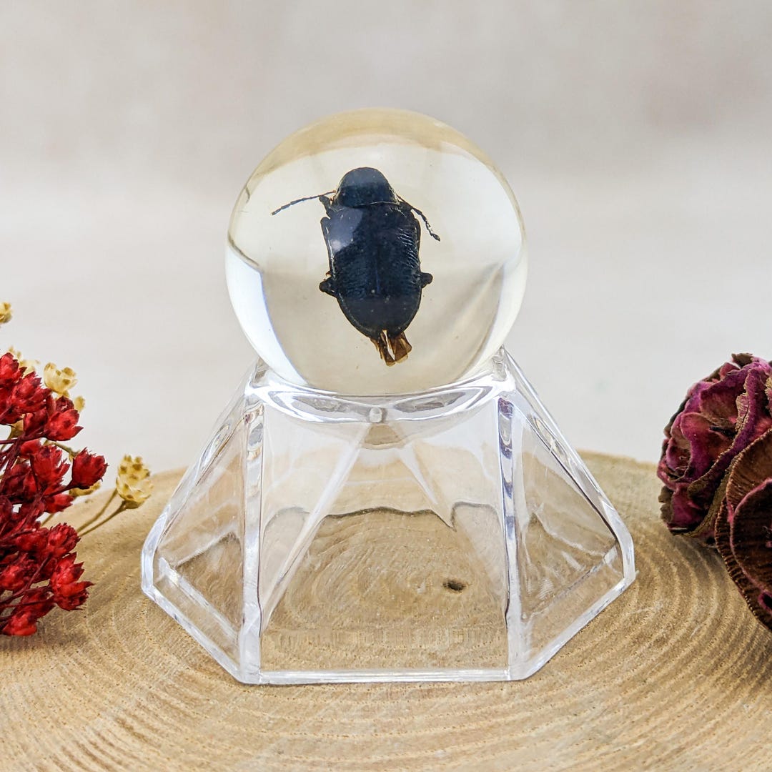 Blue Leaf Beetle in Resin Marble Beetle Display Oddity Curiosities ...