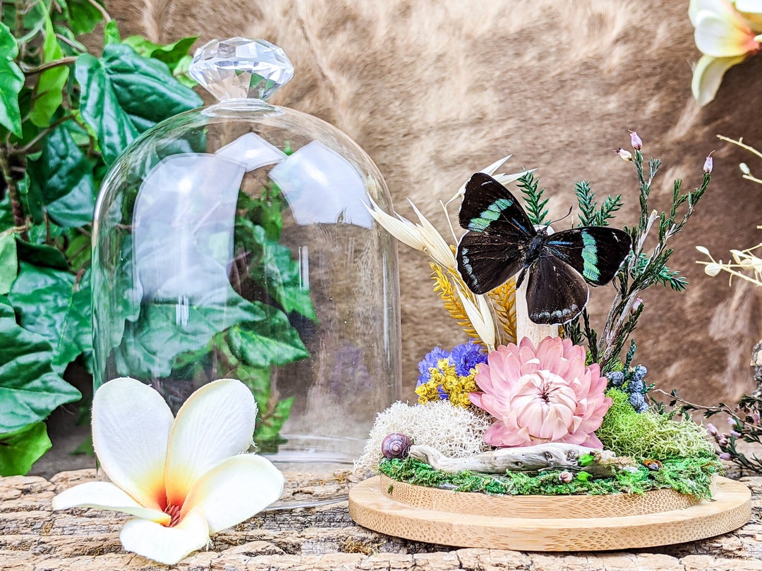 Perisama Butterfly Glass Dome Entomology Taxidermy Oddities Curiosities ...