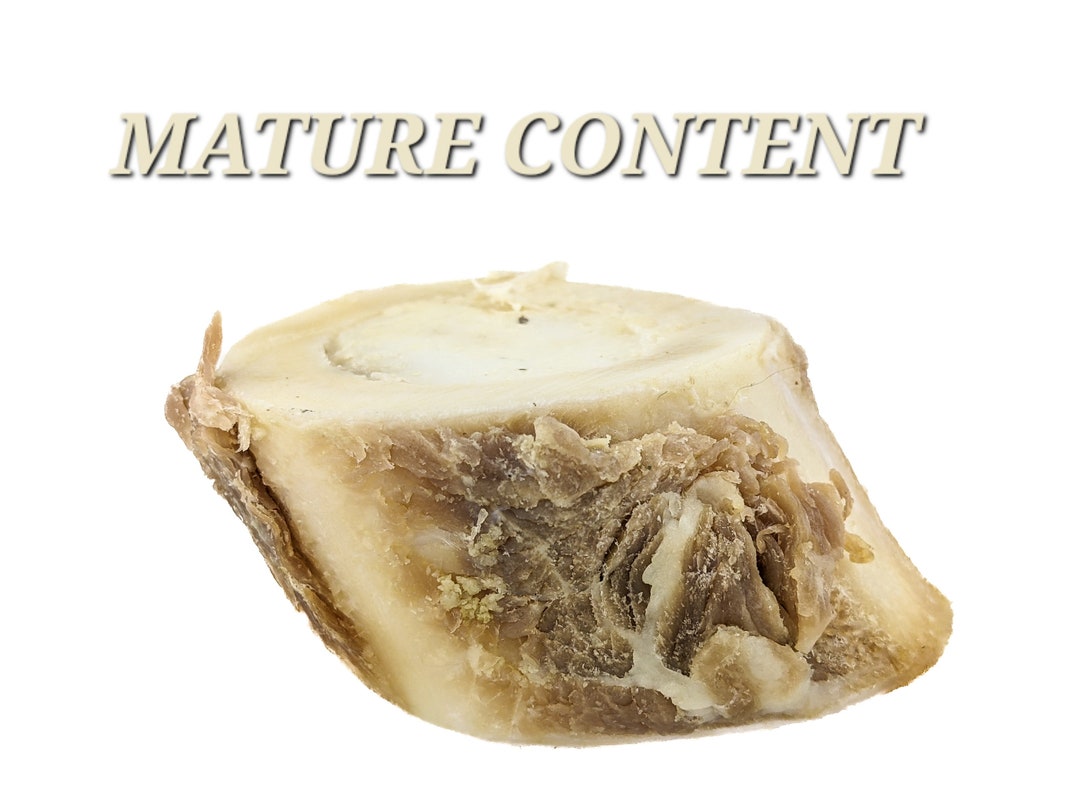 Preserved Bone 1 Cow Bone W/ Marrow Wet Specimen Oddities - Etsy