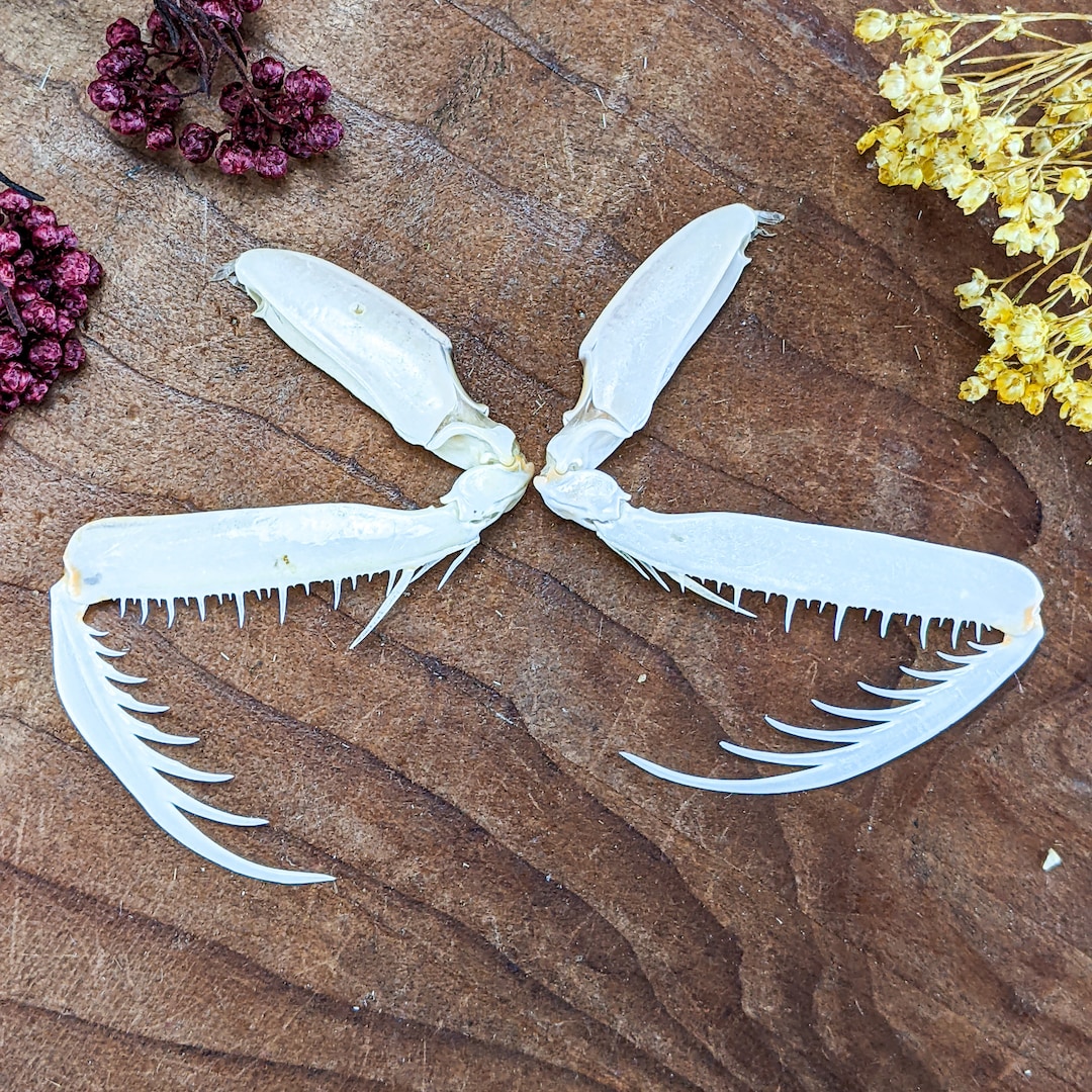 U34c Mantis Shrimp Claws Pinchers Set of Two Taxidermy Oddities ...