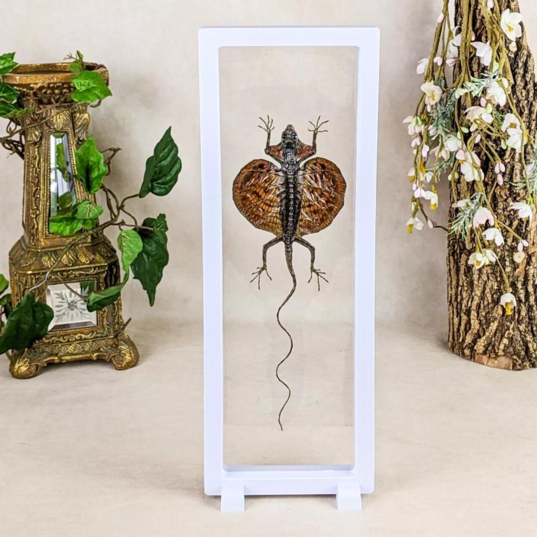 Red Draco Volans Lizard Taxidermy Floating Frame Oddities Curiosities ...
