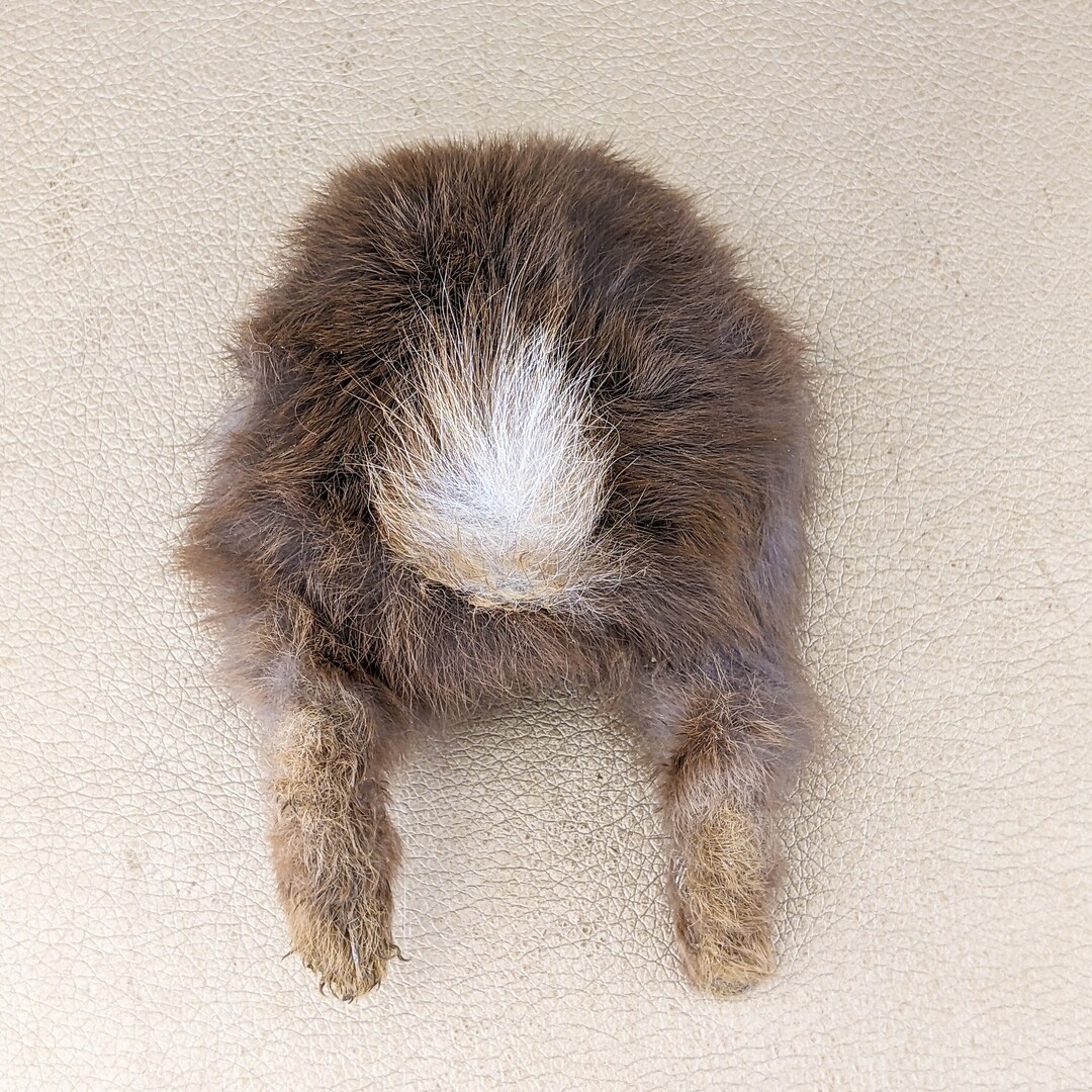 Baby Bunny Rabbit Butt Rump Half Mount Taxidermy Oddities Curiosity ...