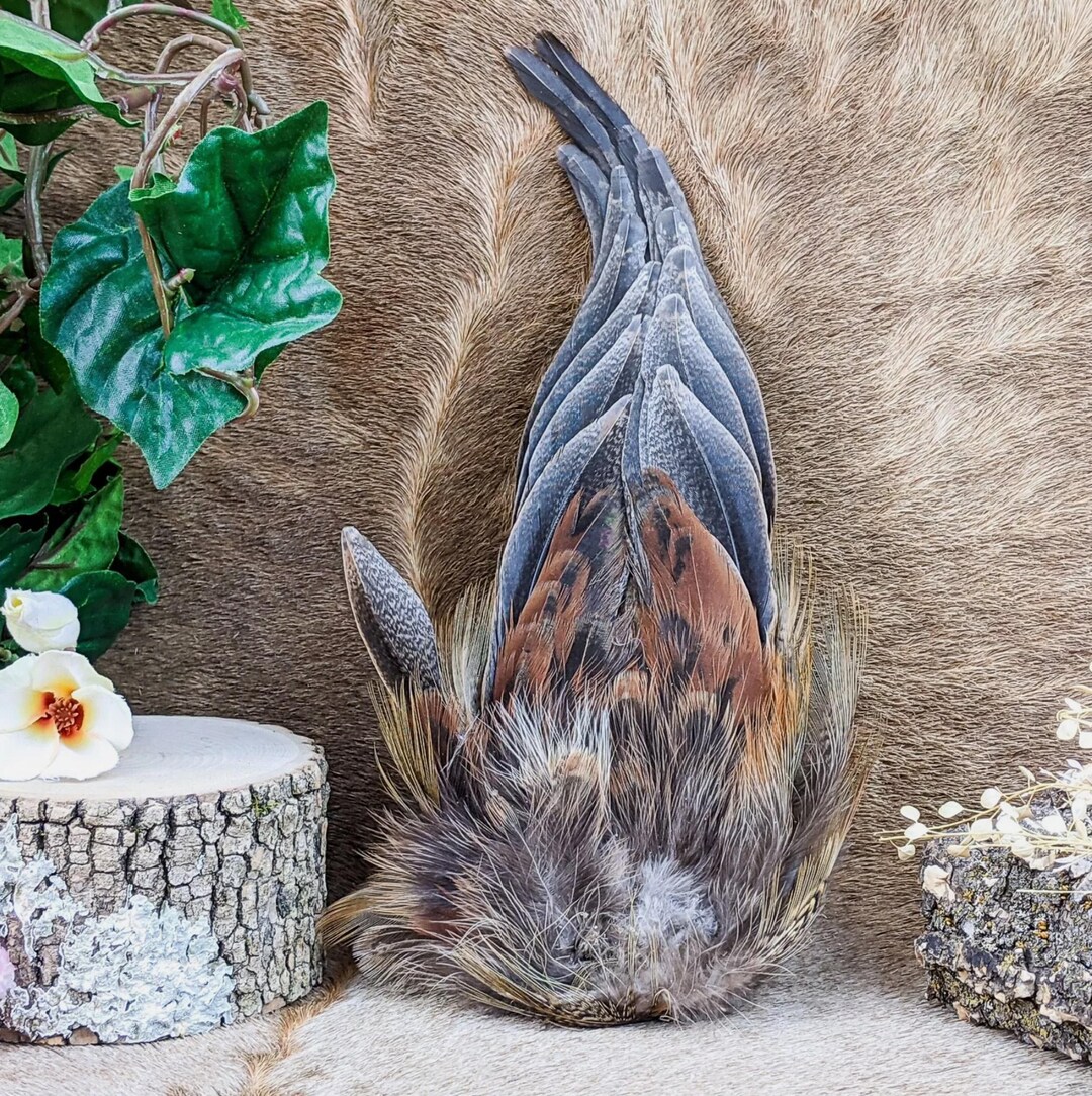 RINGNECK PHEASANT Tail Bird Craft Taxidermy (F) Curiosities Oddities ...