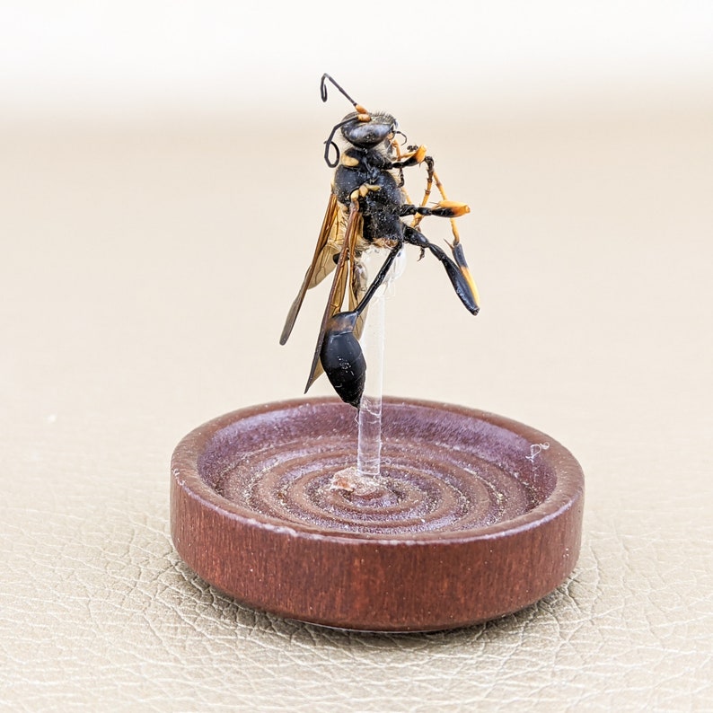 E33a Mud Dauber Wasp Glass Dome Display Entomology Taxidermy - Etsy
