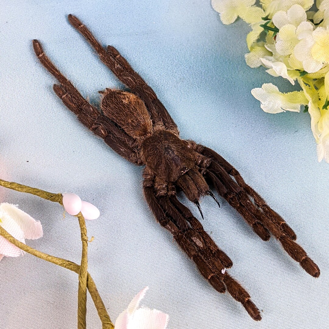 Selenocosmia Javanesis Tarantula Specimen Craft Crafting Oddities ...