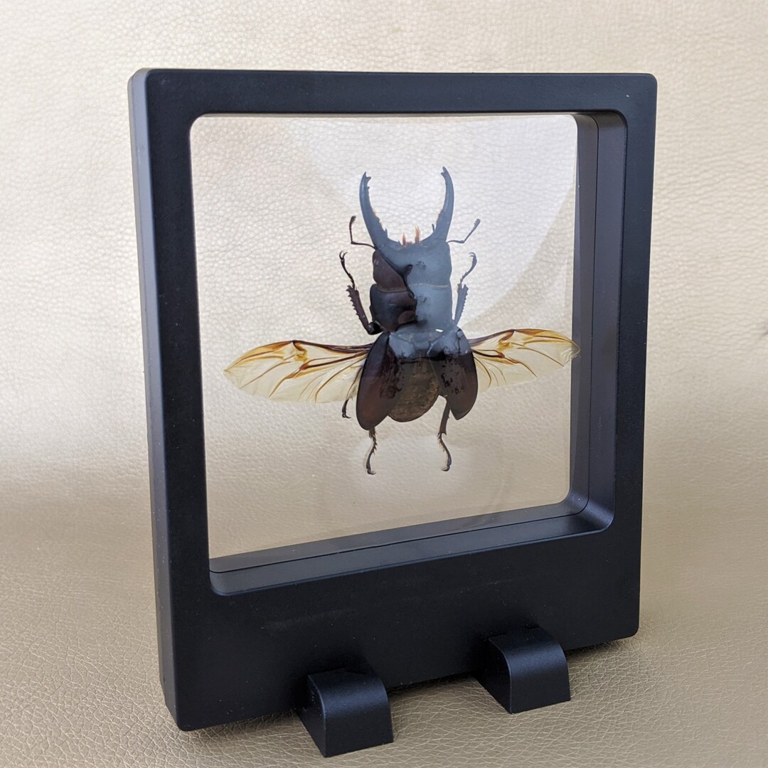 Black Stag Beetle Short Horn Beetle Floating Frame Display Entomology ...