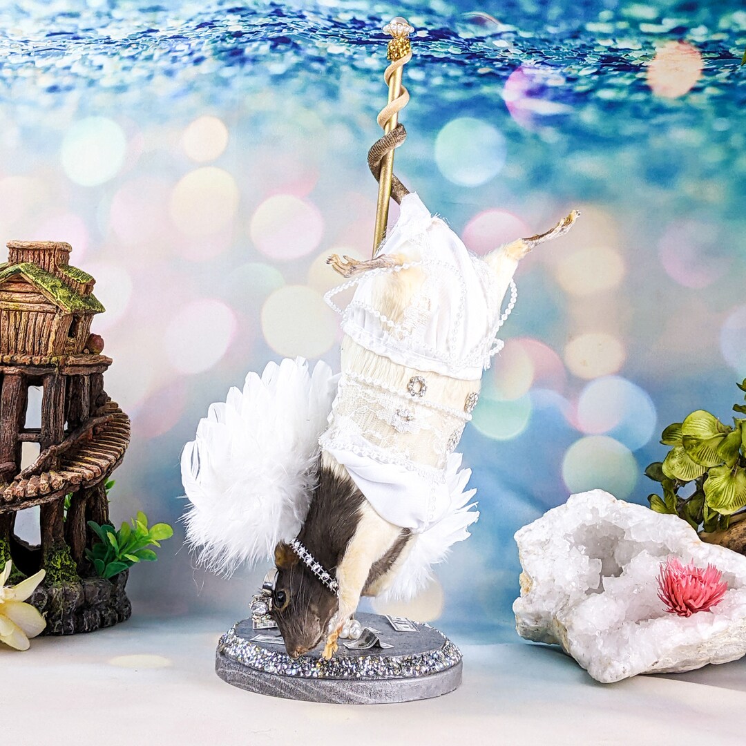 V36p Stripper Rat Pole Burlesque Showgirl Taxidermy Oddities - Etsy