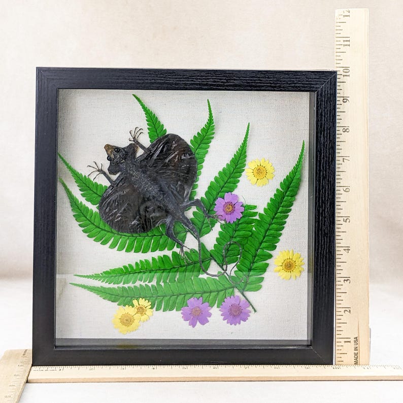 Draco Volans Lizard Floating Display Taxidermy Oddities Curiosities ...