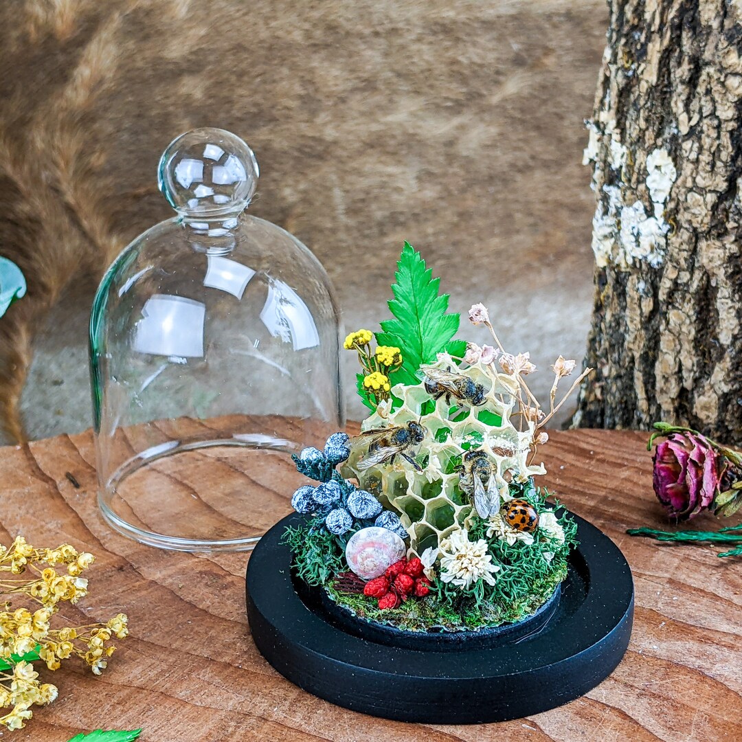 J41j Honey Bee Comb Glass Dome Display Entomology Taxidermy Curiosities ...