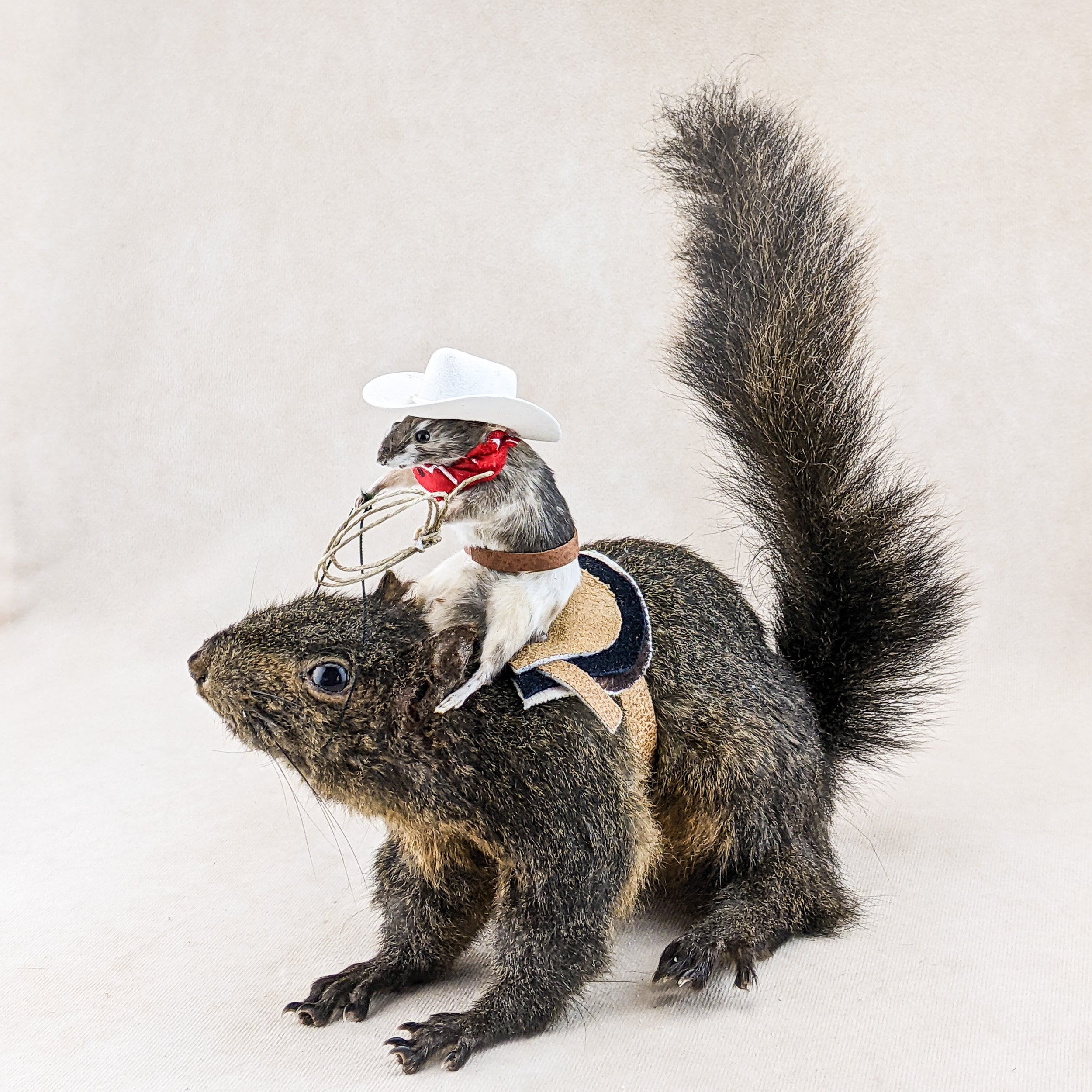 Cowboy Mouse Riding Real Squirrel Cute Taxidermy Oddities Curiosities ...