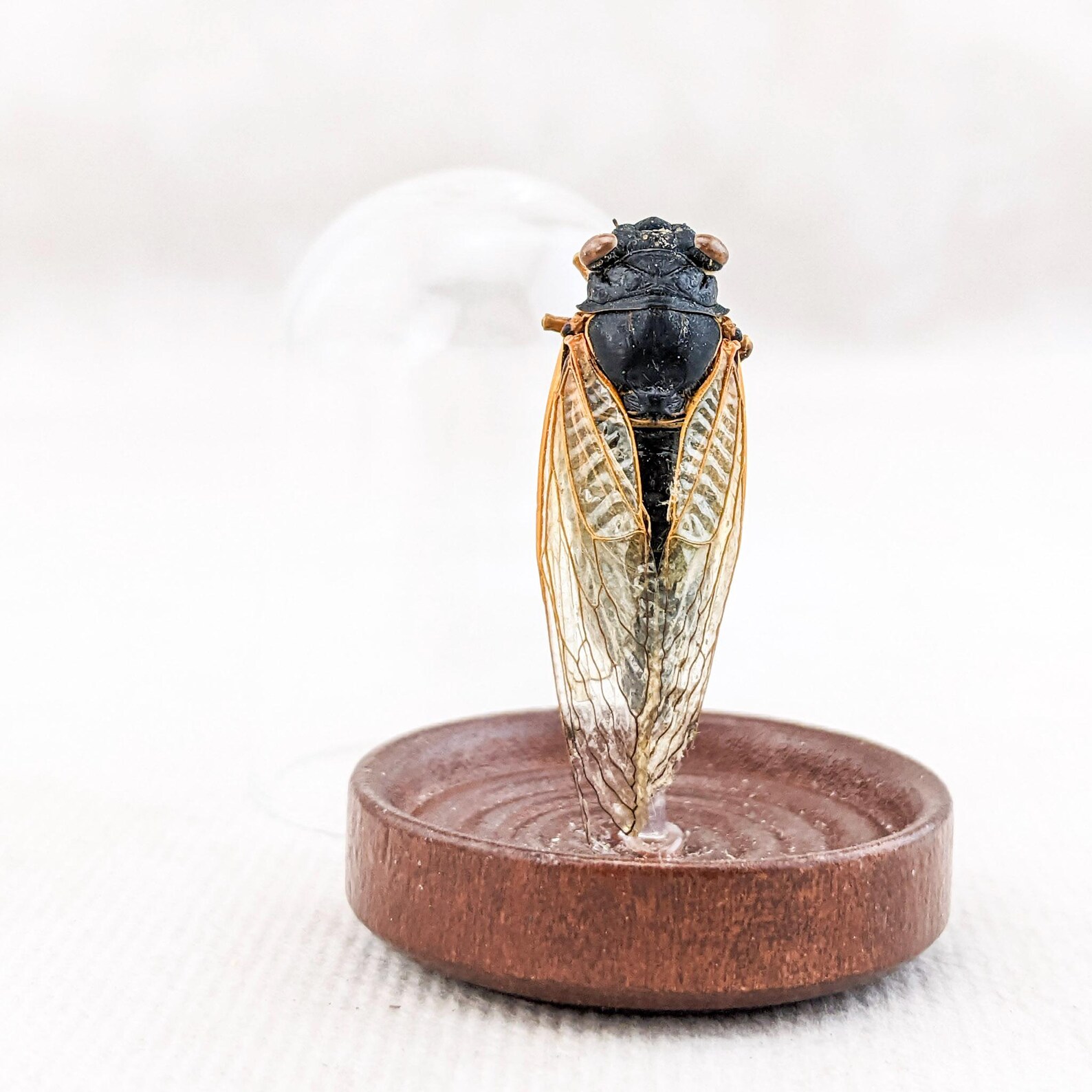Locust Cicada Glass Dome Display Entomology Taxidermy Oddities ...