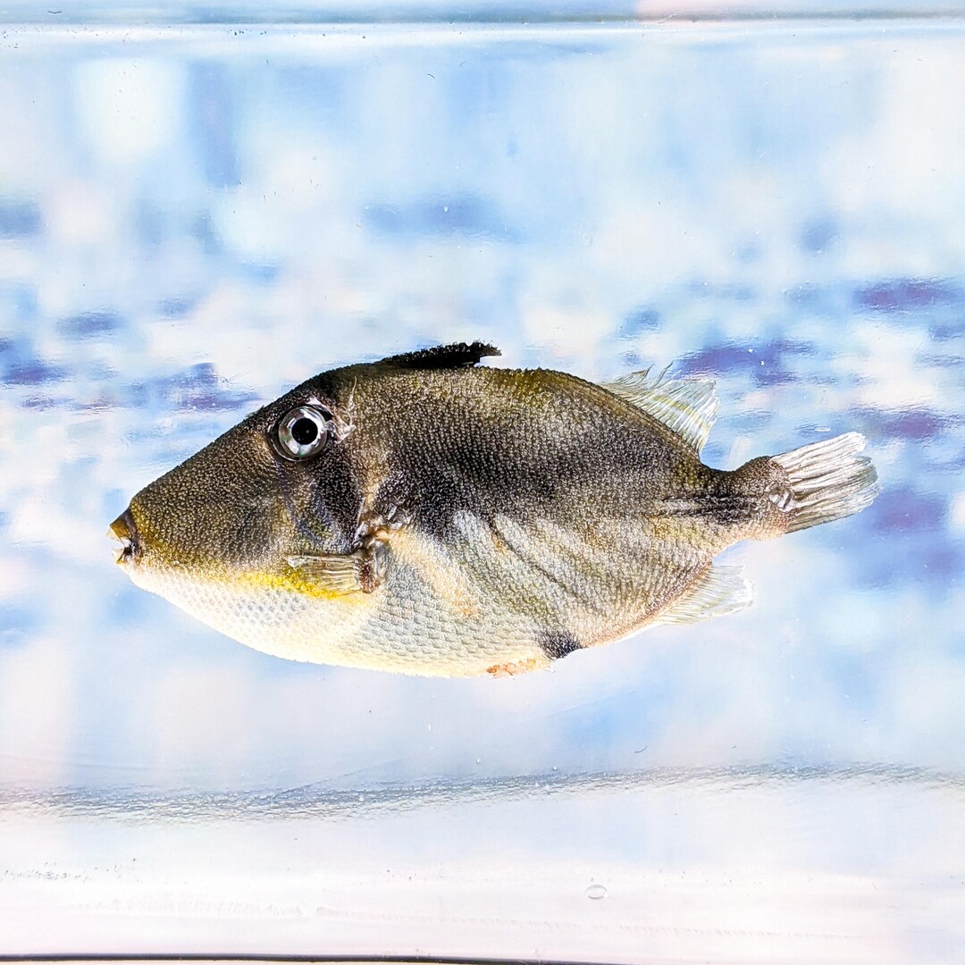 Triggerfish Taxidermy Oddities Collectible Specimen Craft Fish Nautical ...